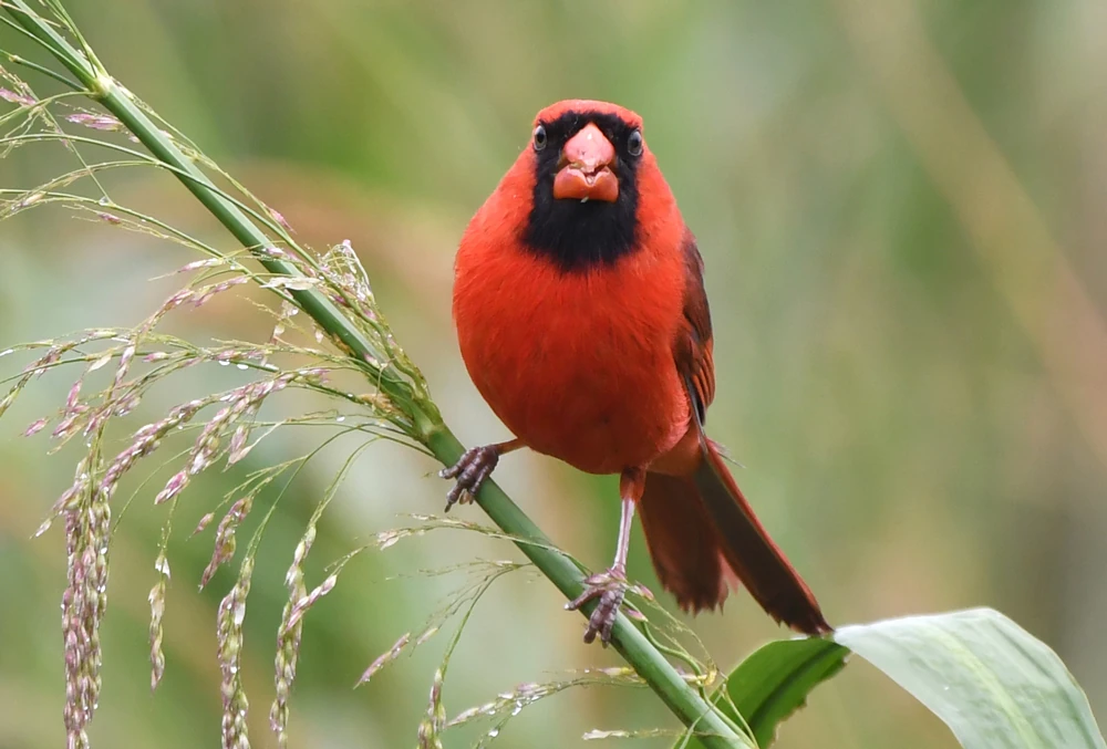 Northern cardinal | Makolan Wiki | Fandom