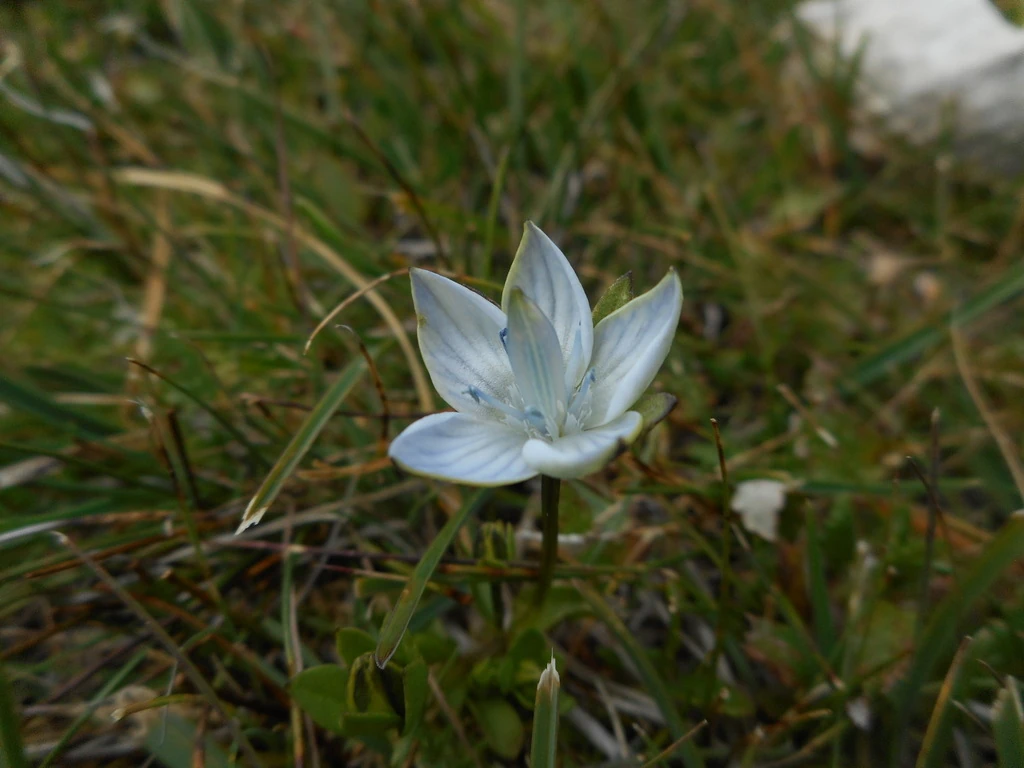 Blue feltwort | Makolan Wiki | Fandom