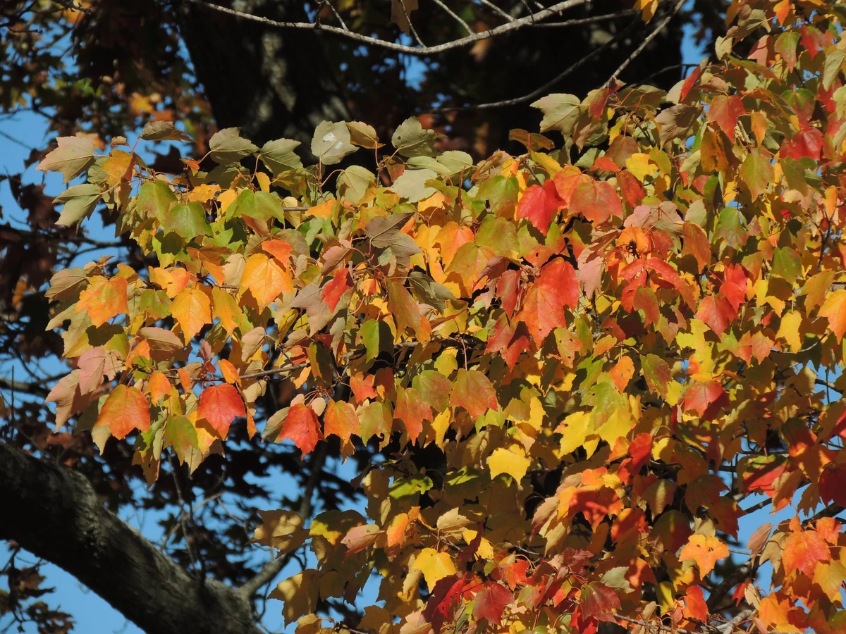 Maple | Makolan Wiki | Fandom