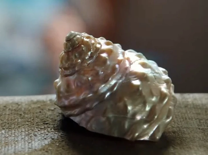 Wishing Shell | Mako Mermaids Wiki | Fandom