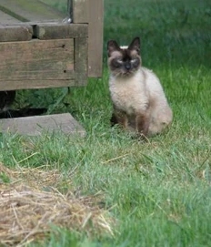 Gav | Mako's Story Wiki | Fandom