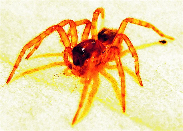 Giant Fire Spider | Malachite Nights Wiki | Fandom