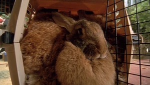 Gordo | Malcolm in the Middle Wiki | Fandom