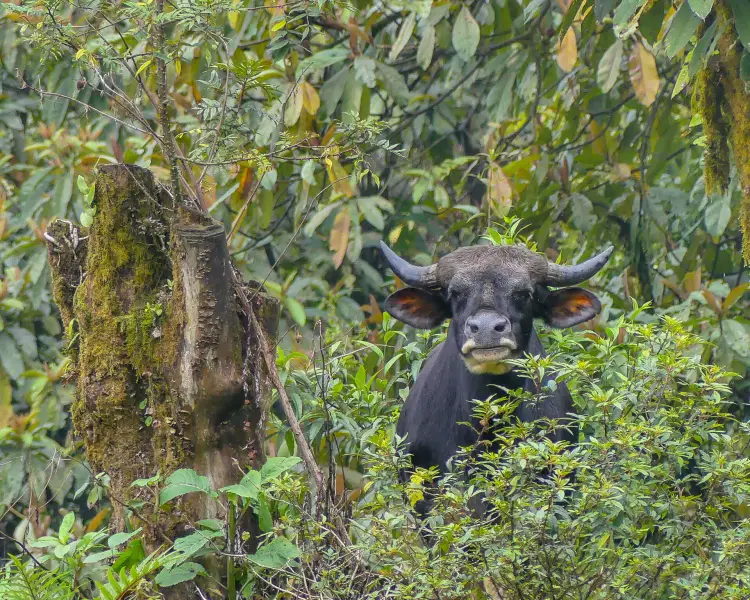 Gayal | Mammals Wiki | Fandom