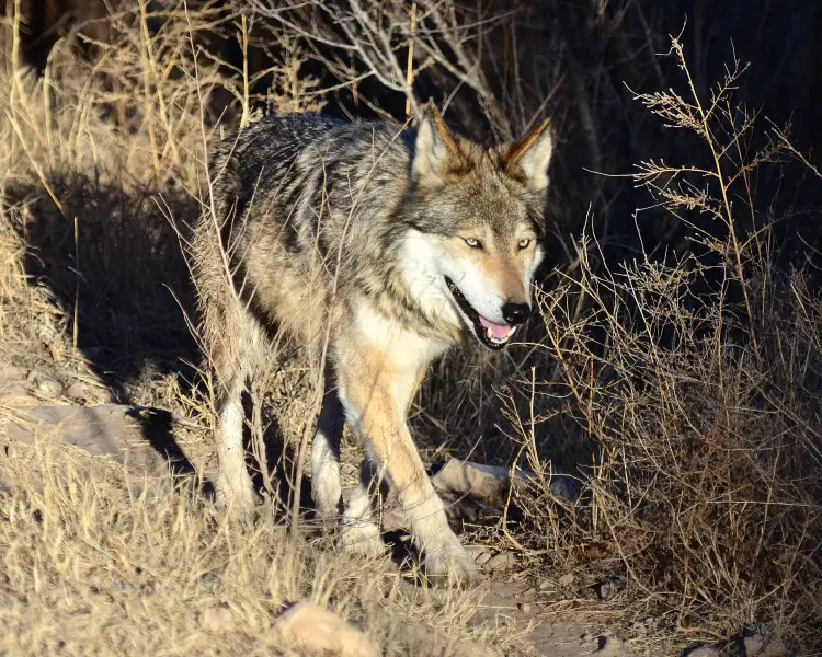 Mexican Gray Wolf | Mammals Wiki | Fandom