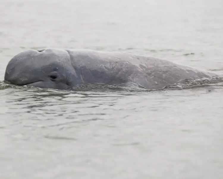 Irrawaddy Dolphin | Mammals Wiki | Fandom