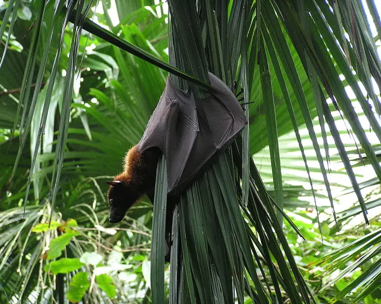 Large Flying Fox | Mammals Wiki | Fandom