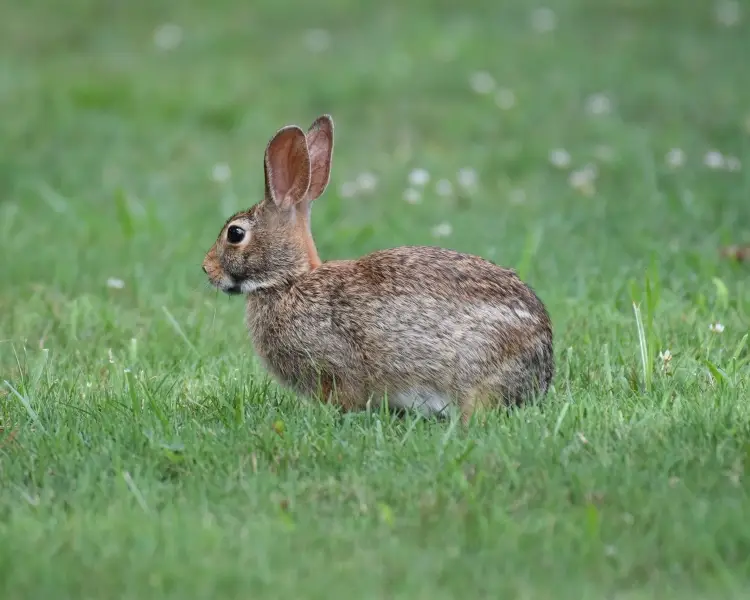 Eastern Cottontail | Mammals Wiki | Fandom