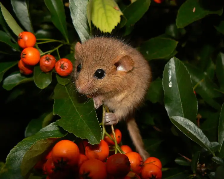 Hazel Dormouse | Mammals Wiki | Fandom