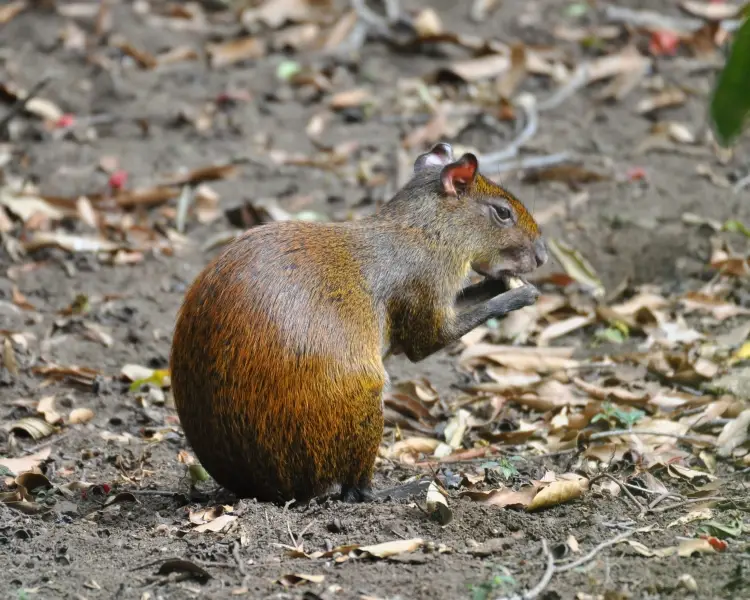 Central American Agouti | Mammals Wiki | Fandom