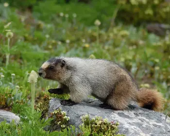 Hoary Marmot | Mammals Wiki | Fandom