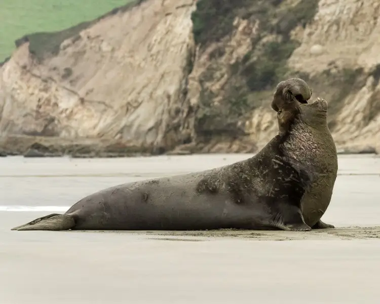 Elephant Seal | Mammals Wiki | Fandom