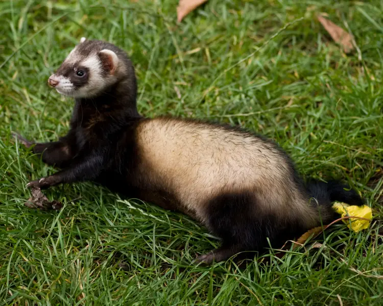 Domesticated Ferret | Mammals Wiki | Fandom