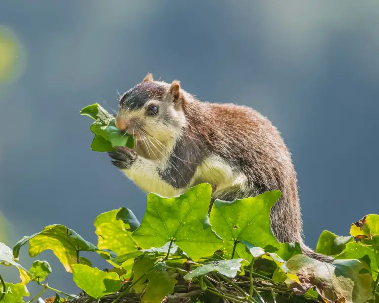 Grizzled Giant Squirrel | Mammals Wiki | Fandom