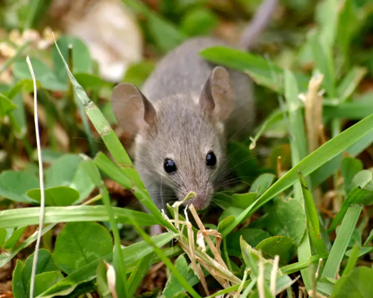 House Mouse | Mammals Wiki | Fandom