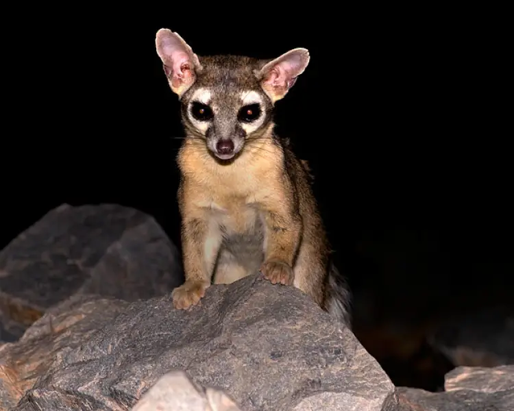 Ringtail | Mammals Wiki | Fandom