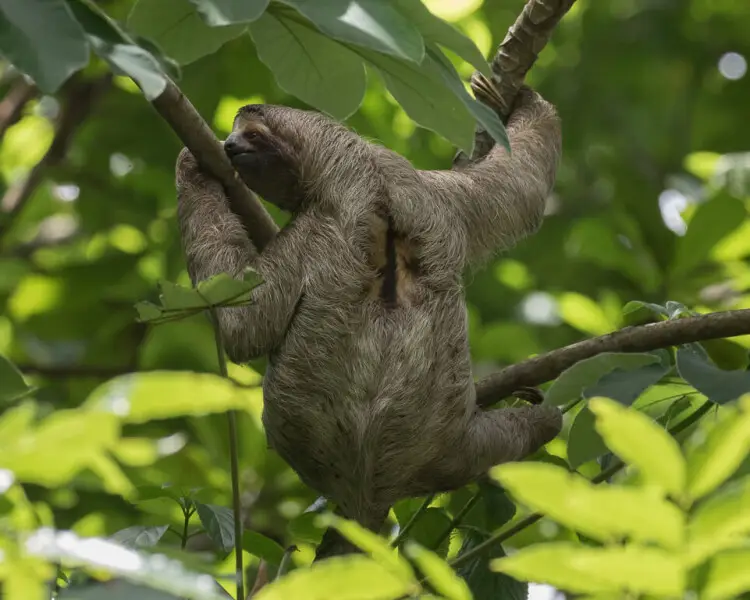 Brown-Throated Three-Toed Sloth | Mammals Wiki | Fandom