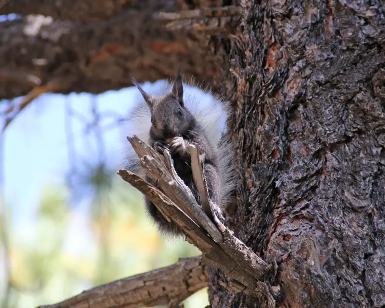 Abert's Squirrel | Mammals Wiki | Fandom
