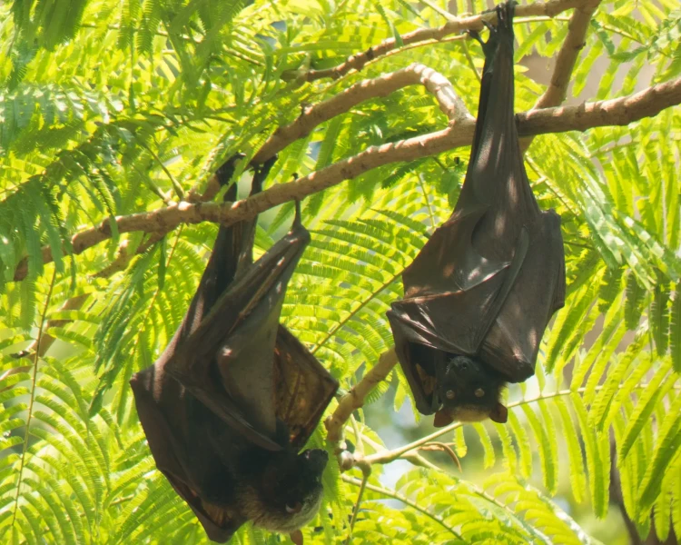 Giant Golden-Crowned Flying Fox | Mammals Wiki | Fandom
