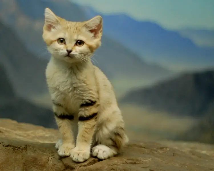 Sand Cat | Mammals Wiki | Fandom