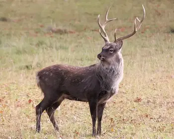 Sika Deer | Mammals Wiki | Fandom