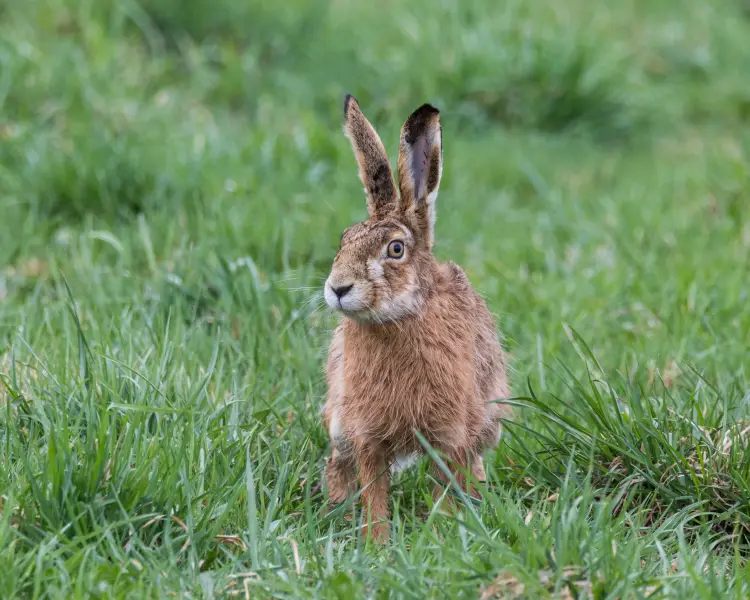European Hare | Mammals Wiki | Fandom
