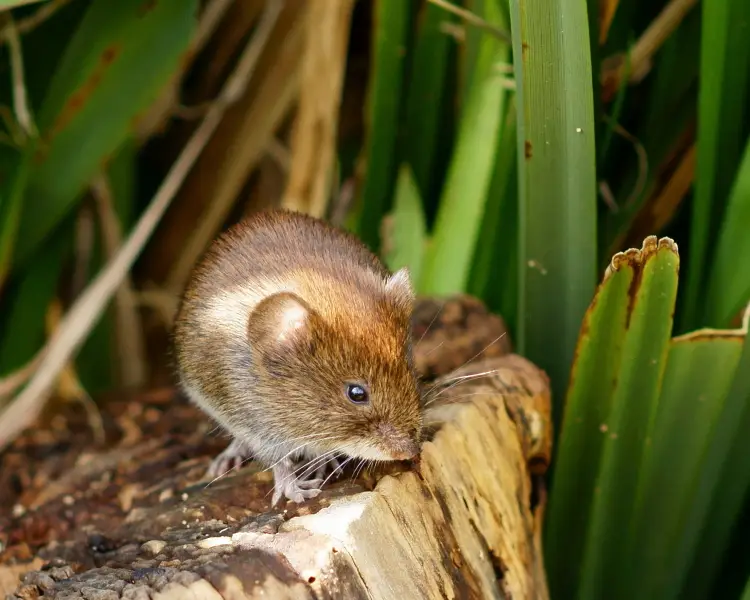 Bank Vole | Mammals Wiki | Fandom