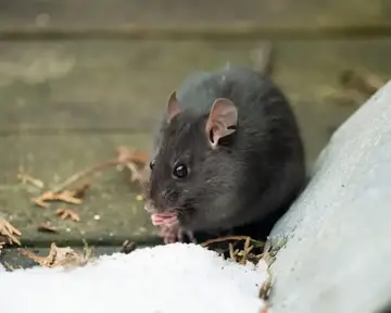 black mice or rat