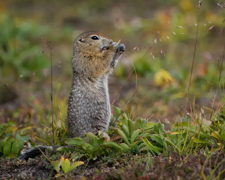 Arctic Ground Squirrel | Mammals Wiki | Fandom