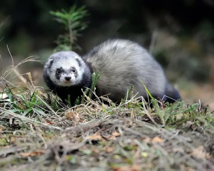 European Polecat | Mammals Wiki | Fandom