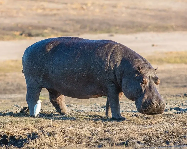 Common Hippo | Mammals Wiki | Fandom