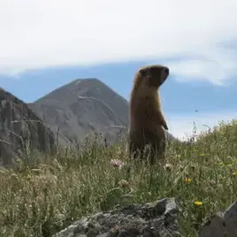 Alpine Marmot | Mammals Wiki | Fandom