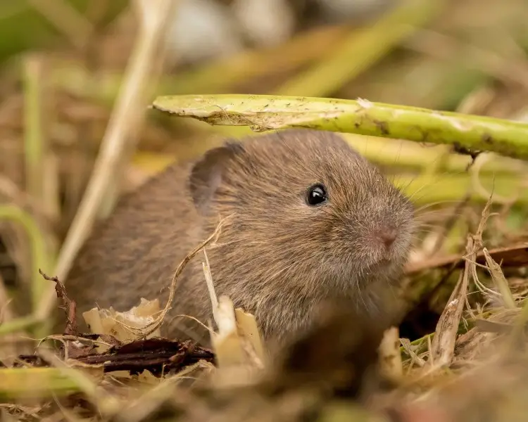 Common Vole | Mammals Wiki | Fandom