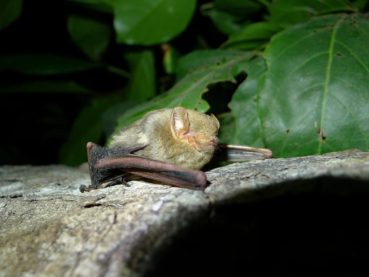 Abo Bat | Mammals Wiki | Fandom