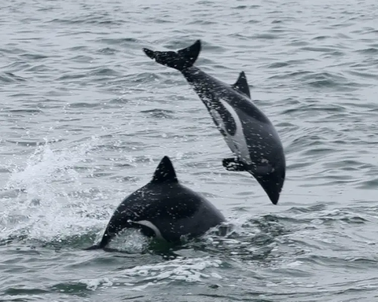 Heaviside's Dolphin | Mammals Wiki | Fandom