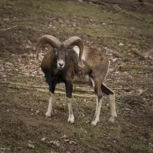 Mouflon | Mammals Wiki | Fandom