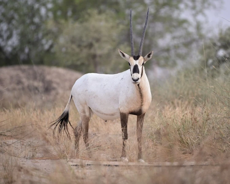 Arabian Oryx | Mammals Wiki | Fandom