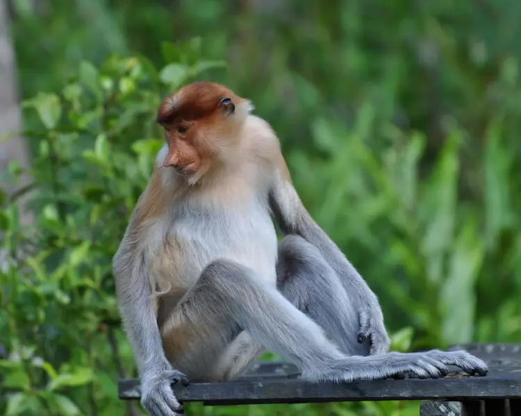 Proboscis Monkey | Mammals Wiki | Fandom