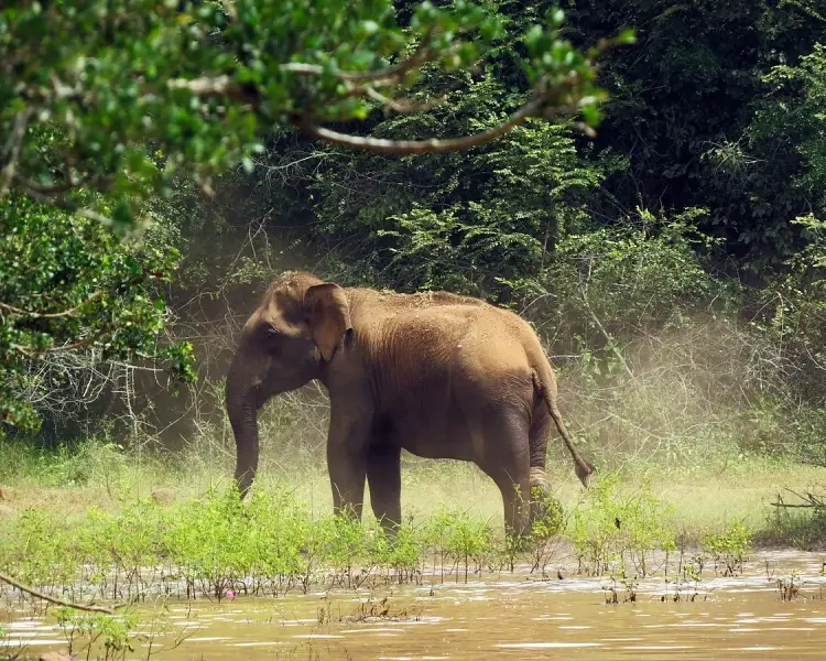 Indian Elephant | Mammals Wiki | Fandom