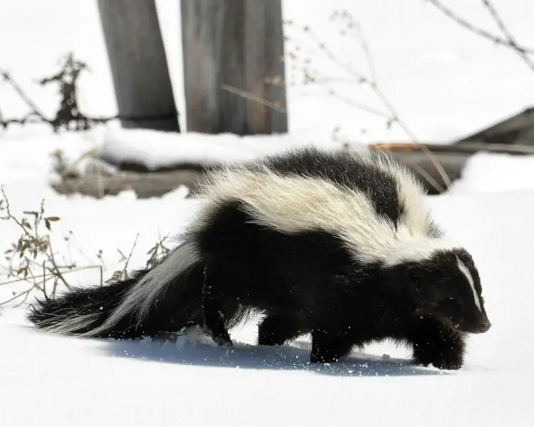 Striped Skunk | Mammals Wiki | Fandom