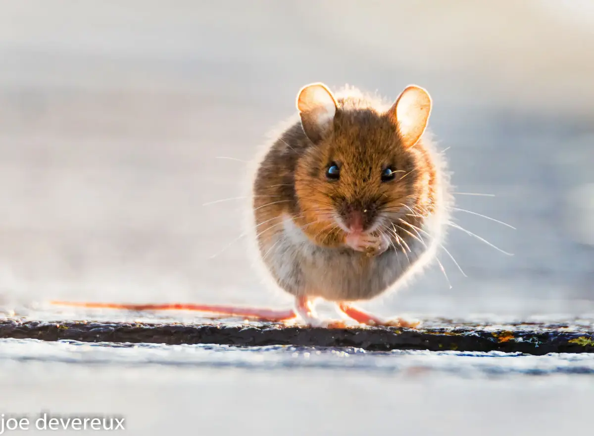Wood Mouse | Mammals Wiki | Fandom