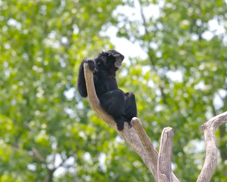 Siamang Gibbon | Mammals Wiki | Fandom