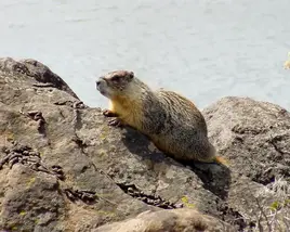 Yellow-Bellied Marmot | Mammals Wiki | Fandom