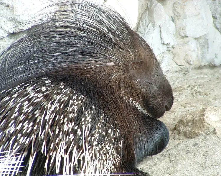 Indian Porcupine | Mammals Wiki | Fandom