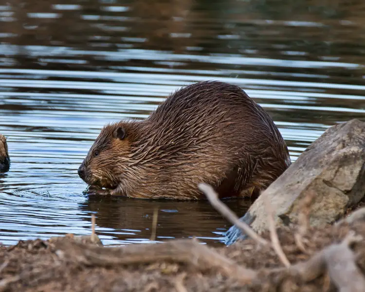 American Beaver | Mammals Wiki | Fandom