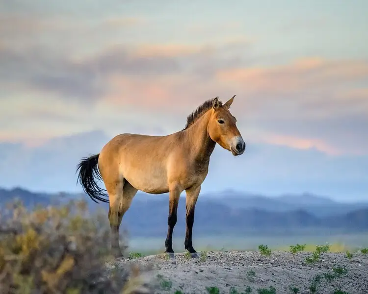 Przewalski's Horse | Mammals Wiki | Fandom
