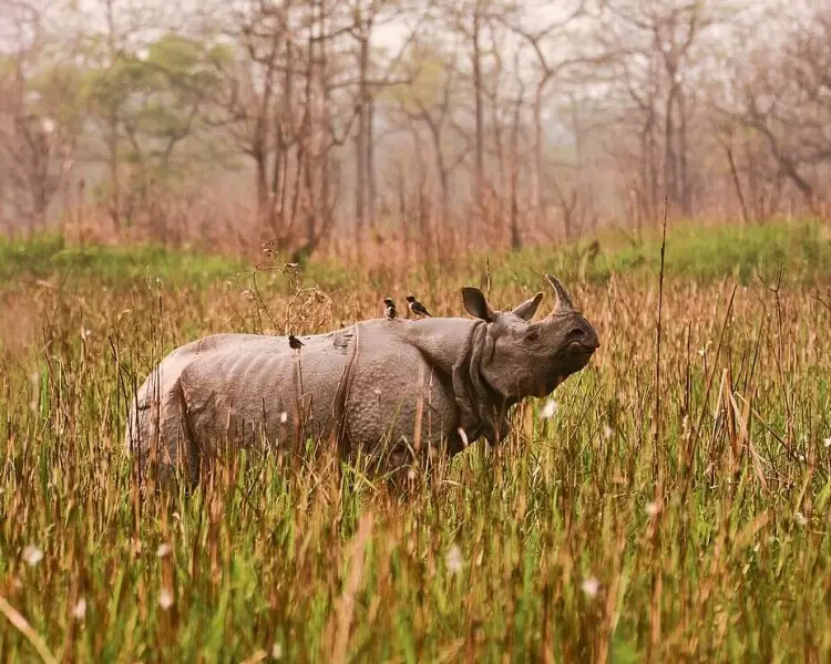 Indian Rhinoceros | Mammals Wiki | Fandom