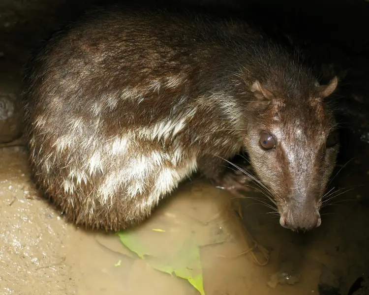 Lowland Paca | Mammals Wiki | Fandom