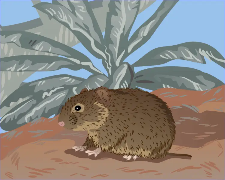Prairie Vole | Mammals Wiki | Fandom