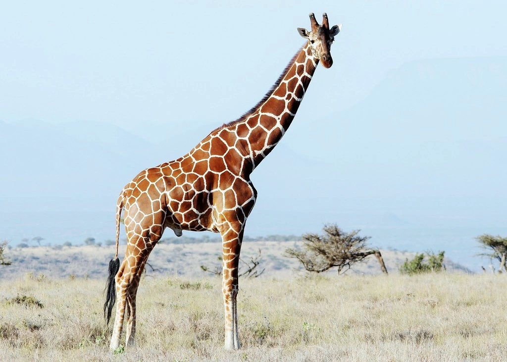 Giraffe | Mammals Wiki | Fandom